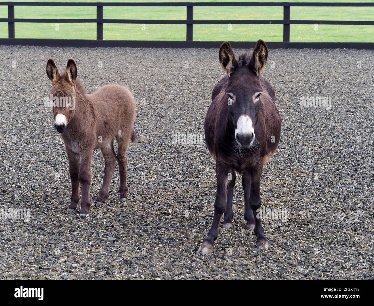 A cute donkey foal and its mother Stock Photo - Alamy
