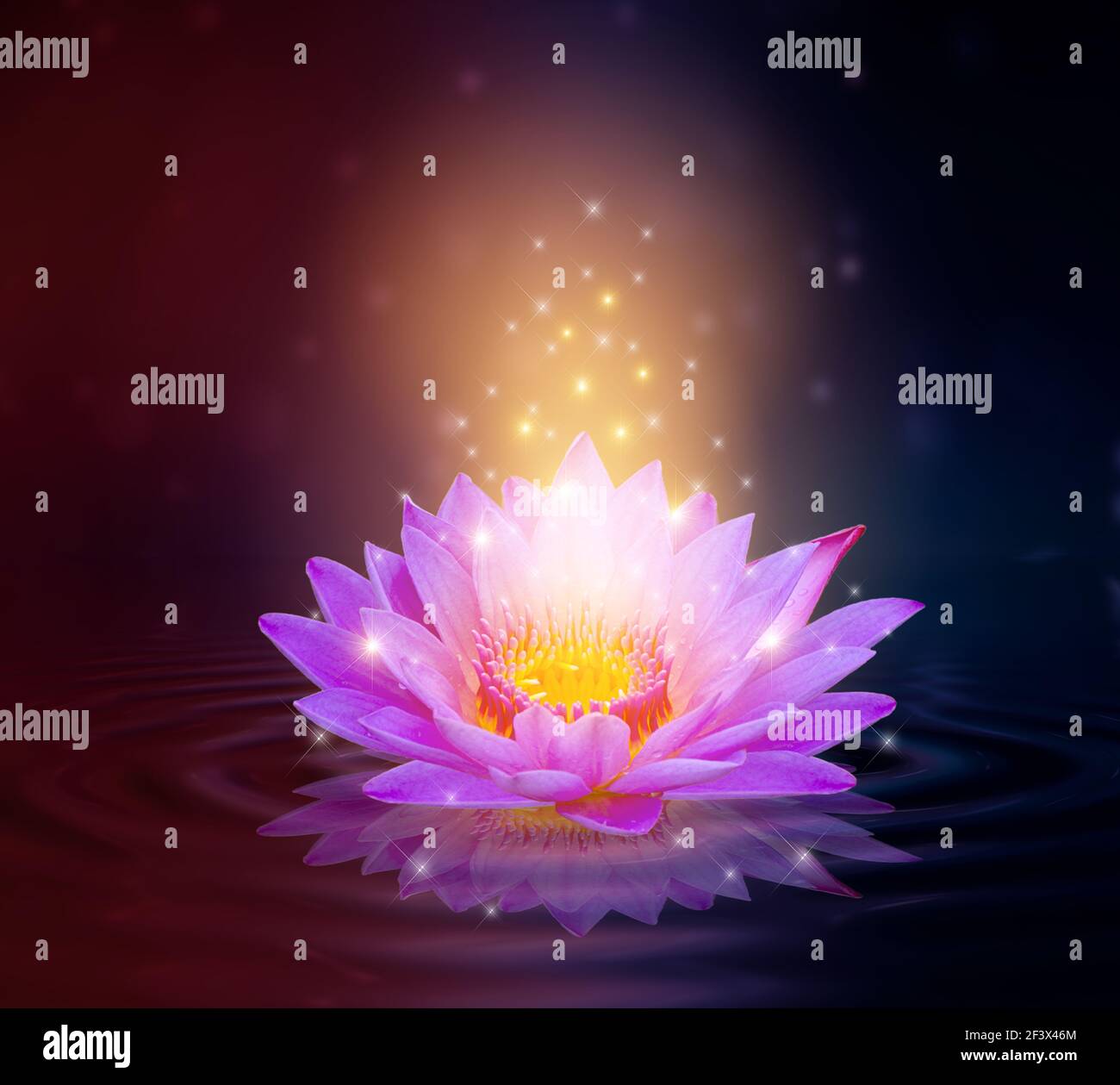 lotus Pink light purple floating light sparkle purple background Stock ...