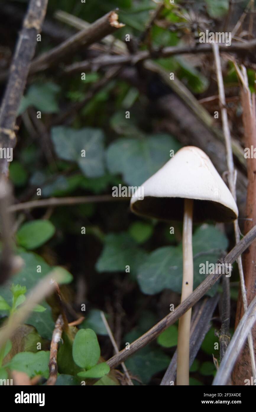 Backdrop of single toadstool hi-res stock photography and images - Alamy