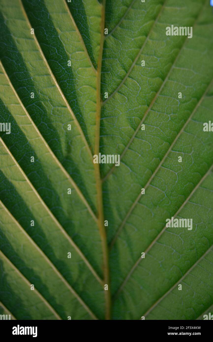 Leaf Vein Symmetry Stock Photo - Alamy