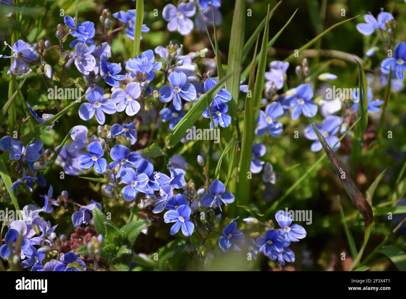 Cluster of forget me nots hi-res stock photography and images - Alamy
