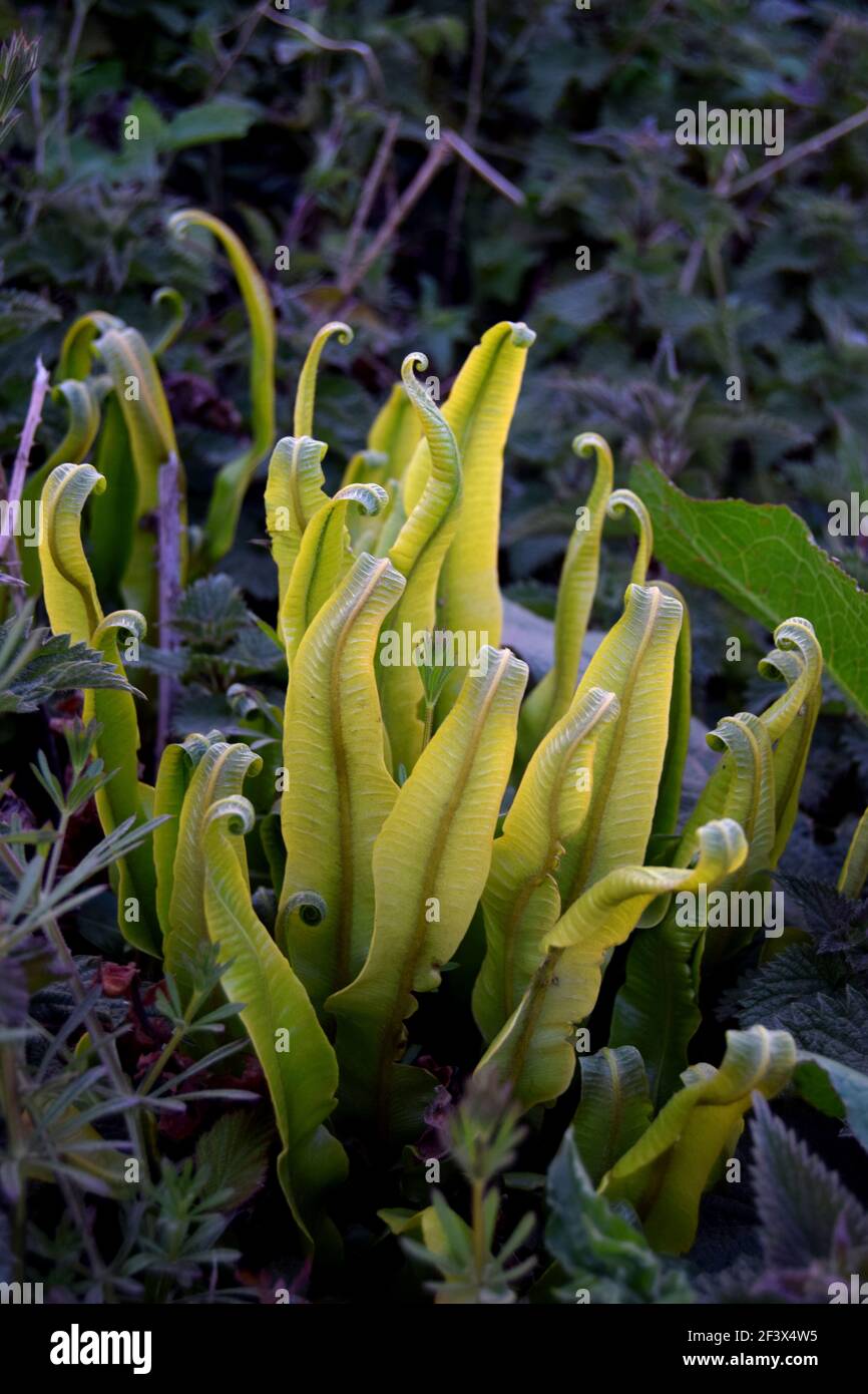 Sunshine highlighting ferns hi-res stock photography and images - Alamy