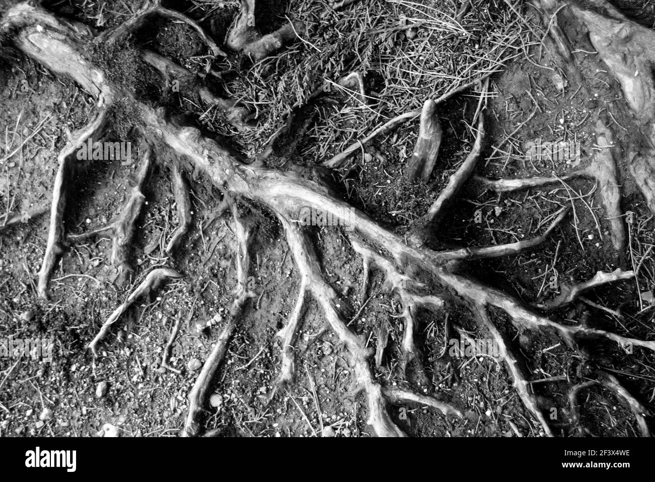 Tree root texture hi-res stock photography and images - Alamy
