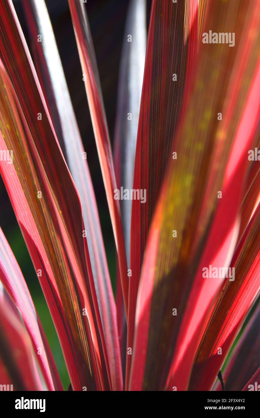 Leaves of Red Palm #2 Stock Photo - Alamy