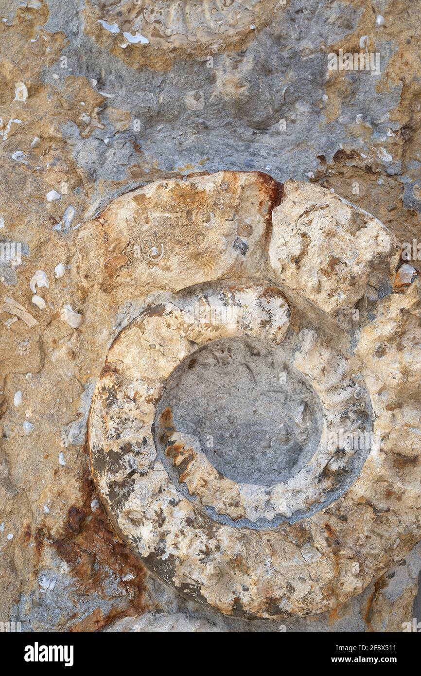 Fossilized ammonite in close-up Stock Photo - Alamy