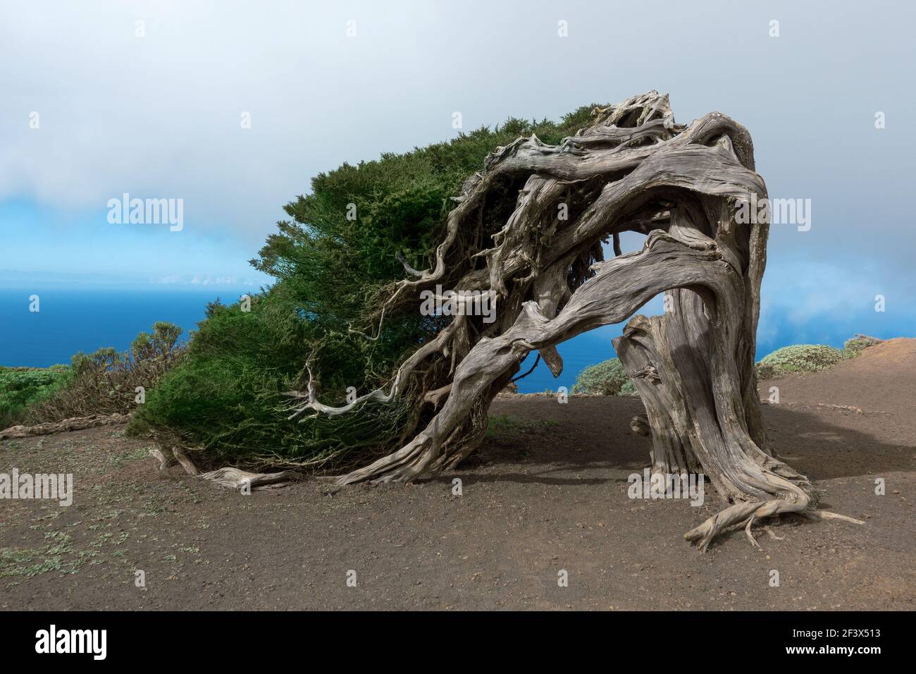 Sabina juniper tree - landmark of the island of El Hierro Stock Photo ...
