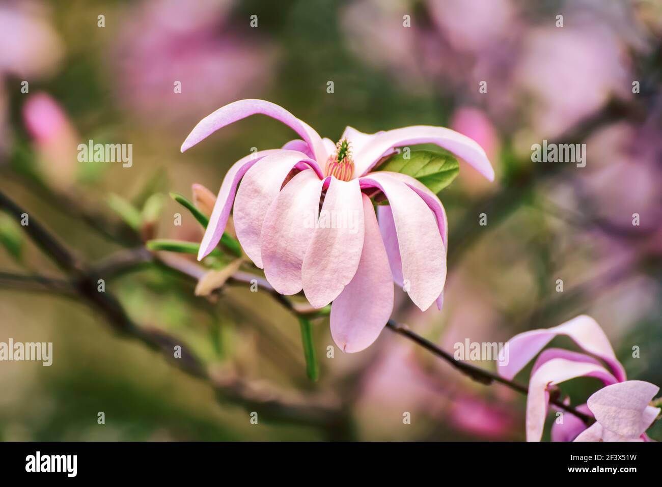 Magnolia spring flowers Stock Photo - Alamy