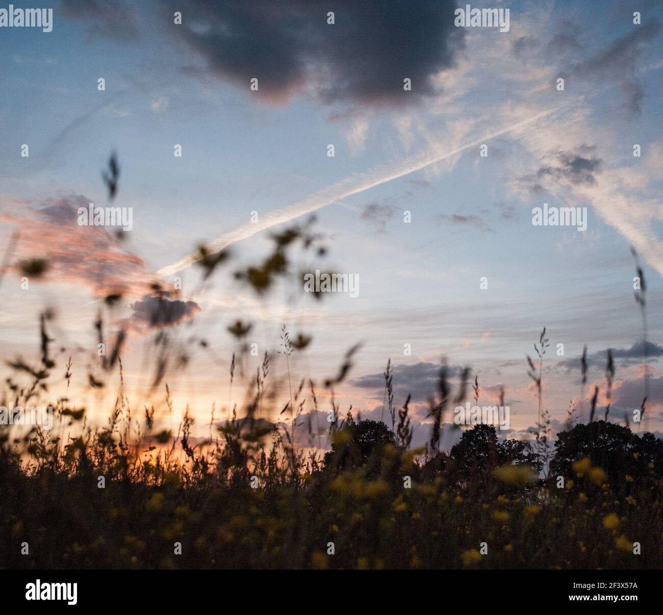 Wildflowers at sunset hi-res stock photography and images - Alamy