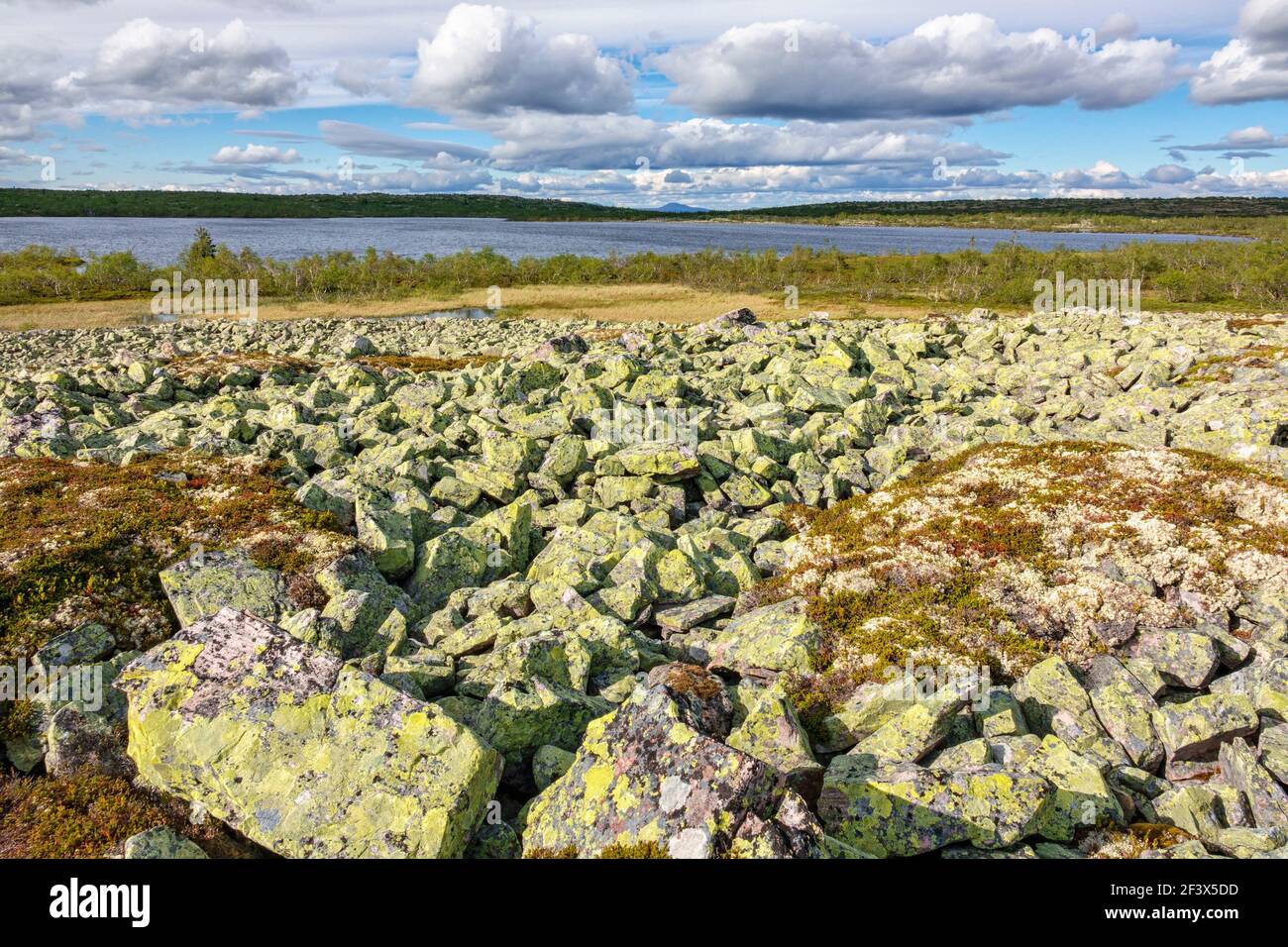 Block fields with map lichen on the rocks at a lake Stock Photo - Alamy