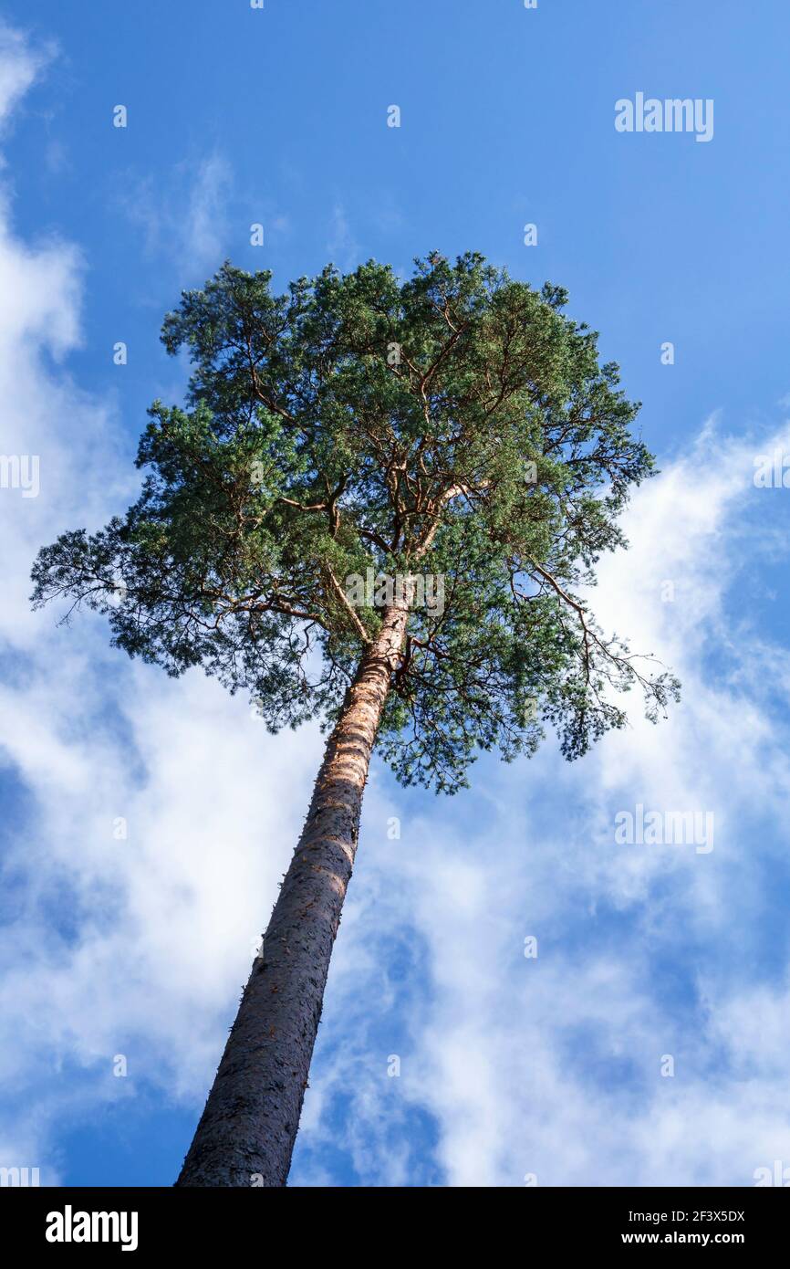 Pine tree low cloud hi-res stock photography and images - Alamy