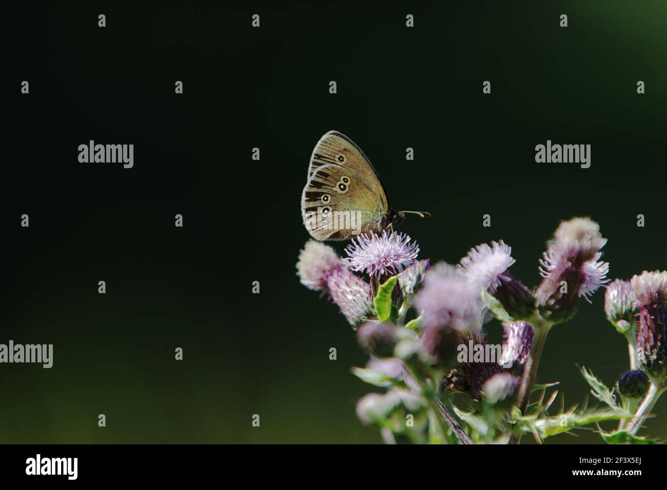 Ringlet Butterfly Flower High Resolution Stock Photography and Images ...