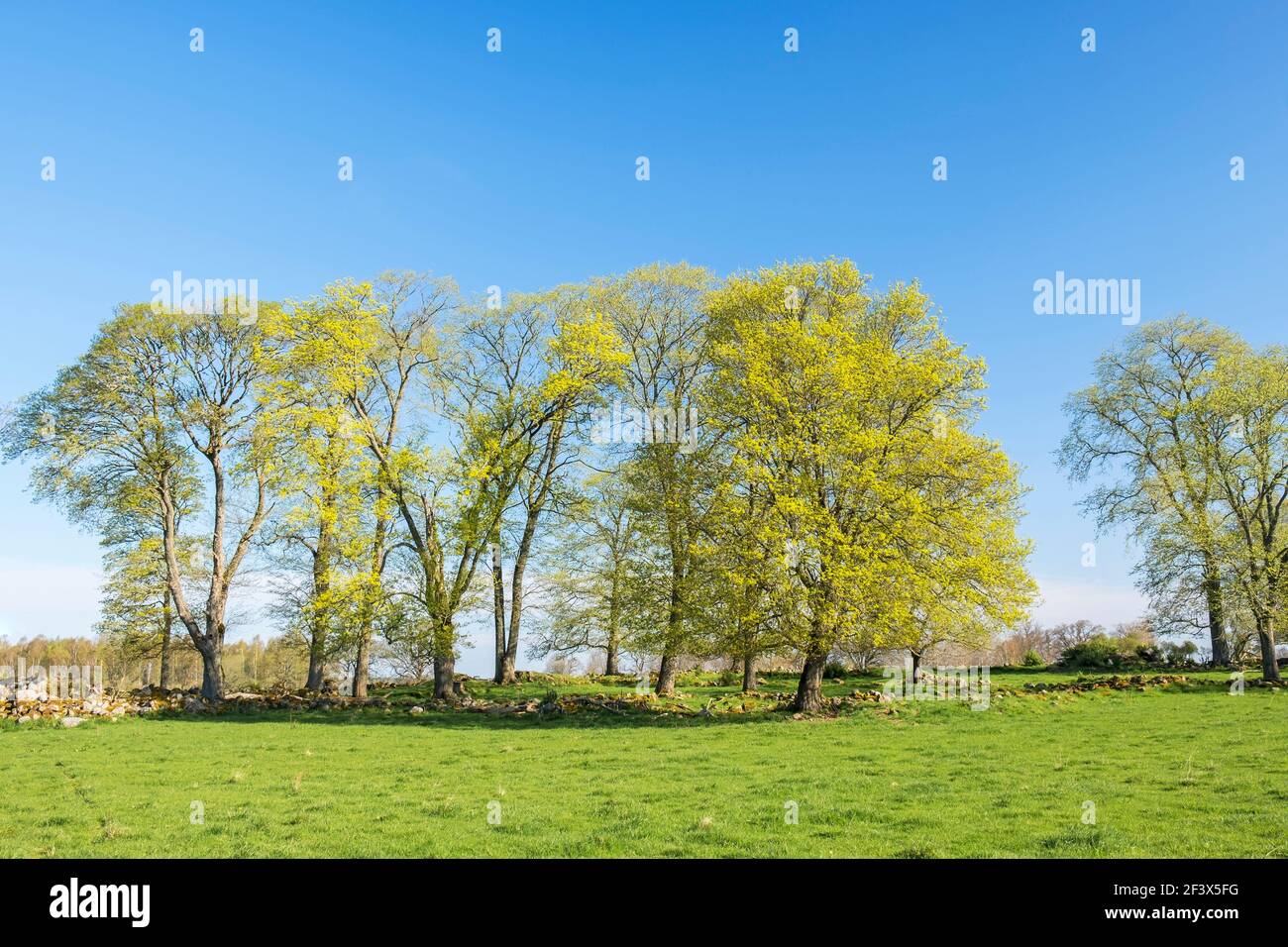 Lush tree grove in a beautiful landscape in spring Stock Photo - Alamy