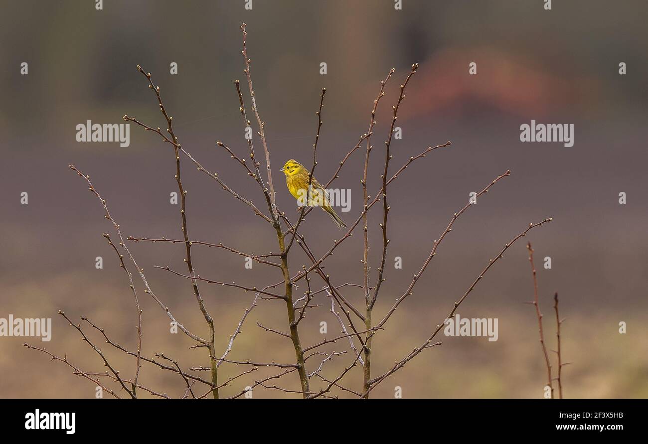 Yellowhammer captured in open countryside hi-res stock photography and ...