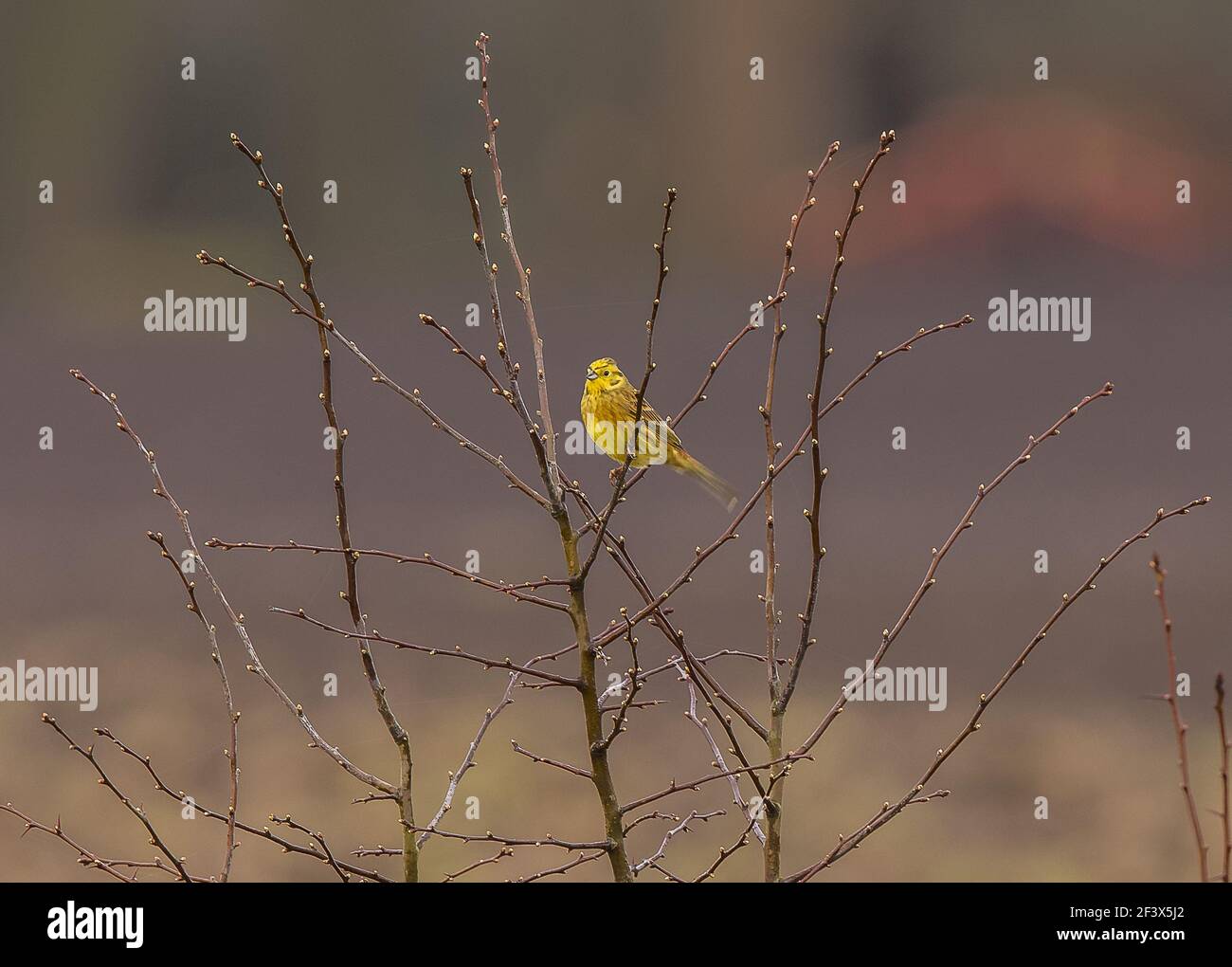 Yellowhammer captured in open countryside hi-res stock photography and ...