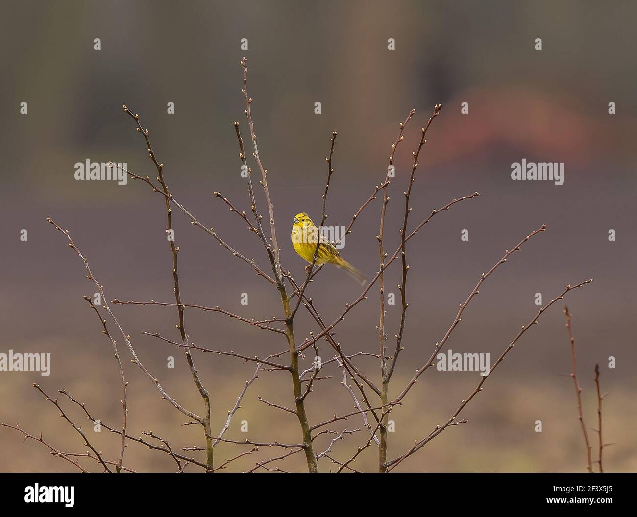 Yellowhammer captured in open countryside hi-res stock photography and ...