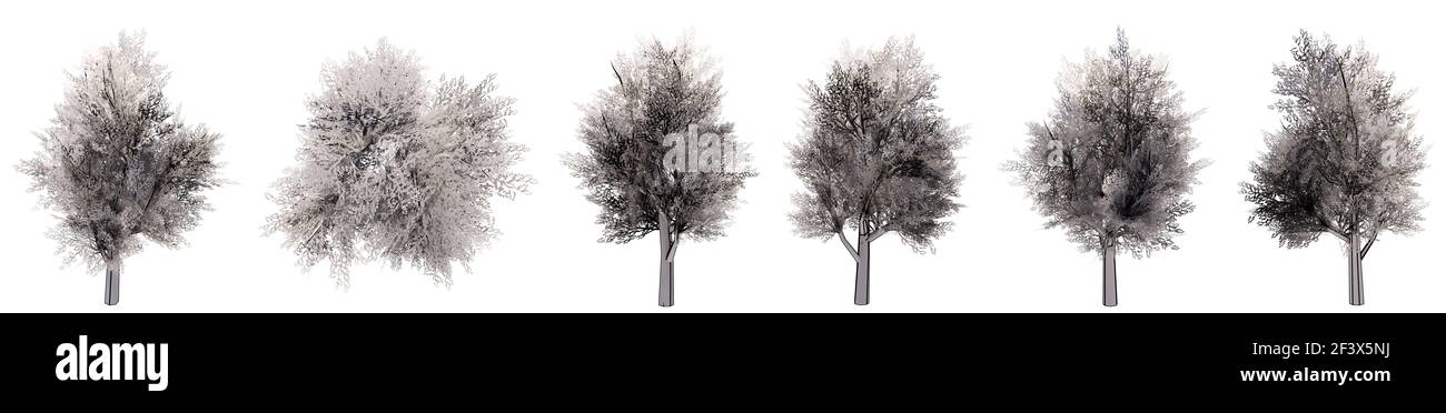 Set or collection of drawings of Balm trees isolated on white ...