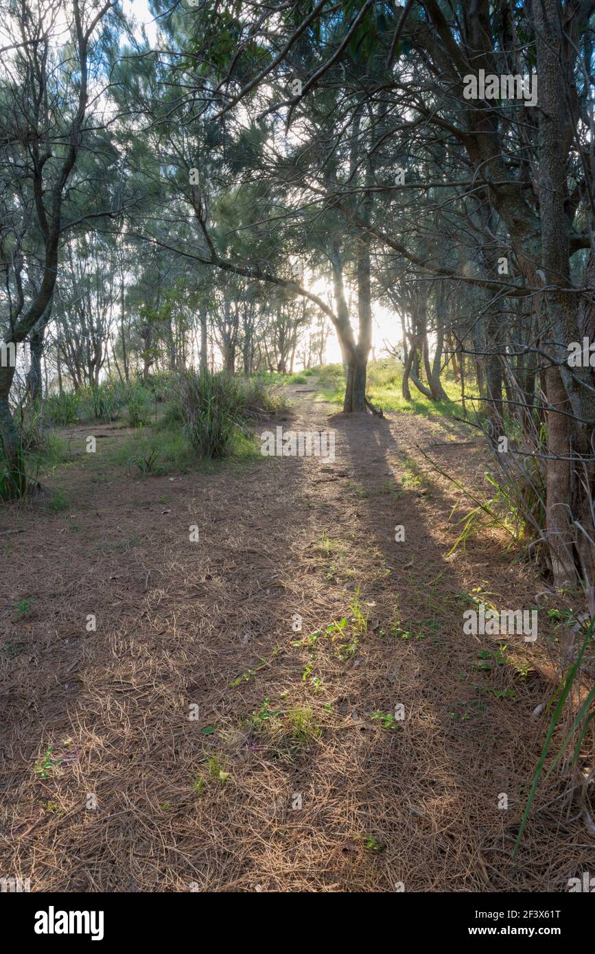 Sheoak trees hi-res stock photography and images - Alamy