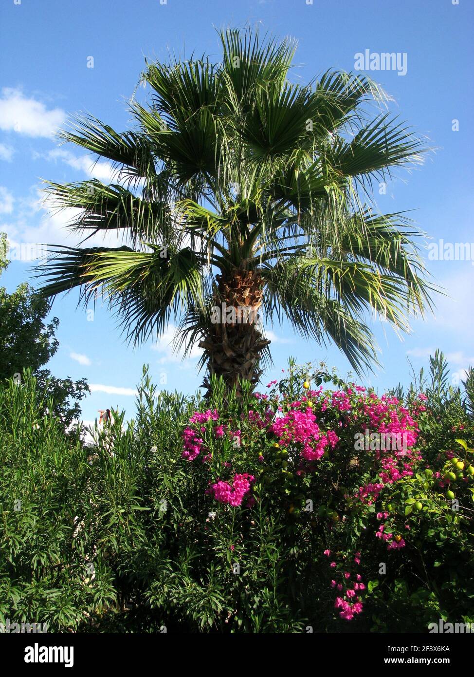 beautiful view on flowers and palm tree in Turkey Stock Photo - Alamy