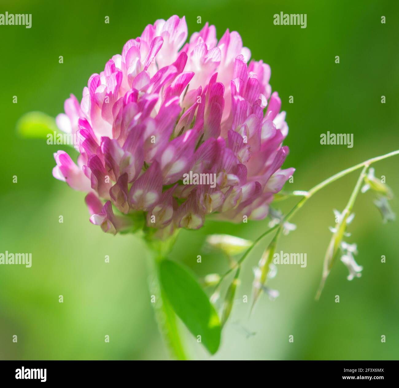 wild clover leaf flower Stock Photo - Alamy