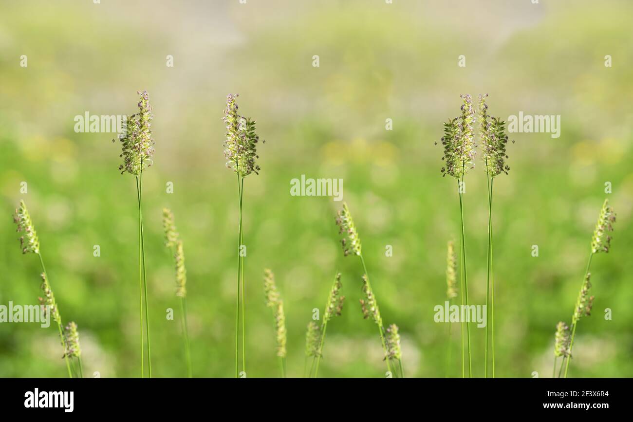 grass in the wind Stock Photo - Alamy