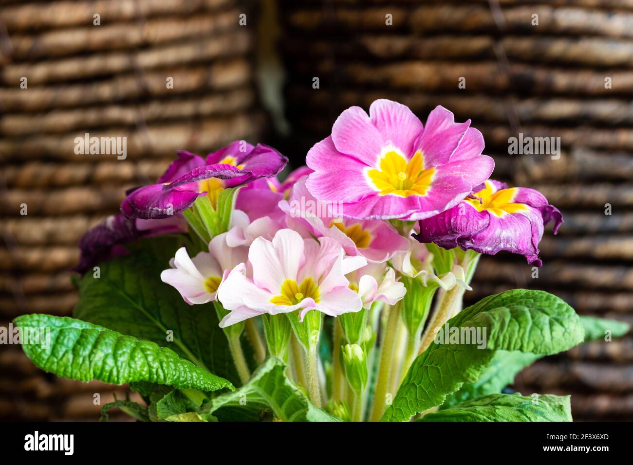 purple primrose bouquet Stock Photo - Alamy