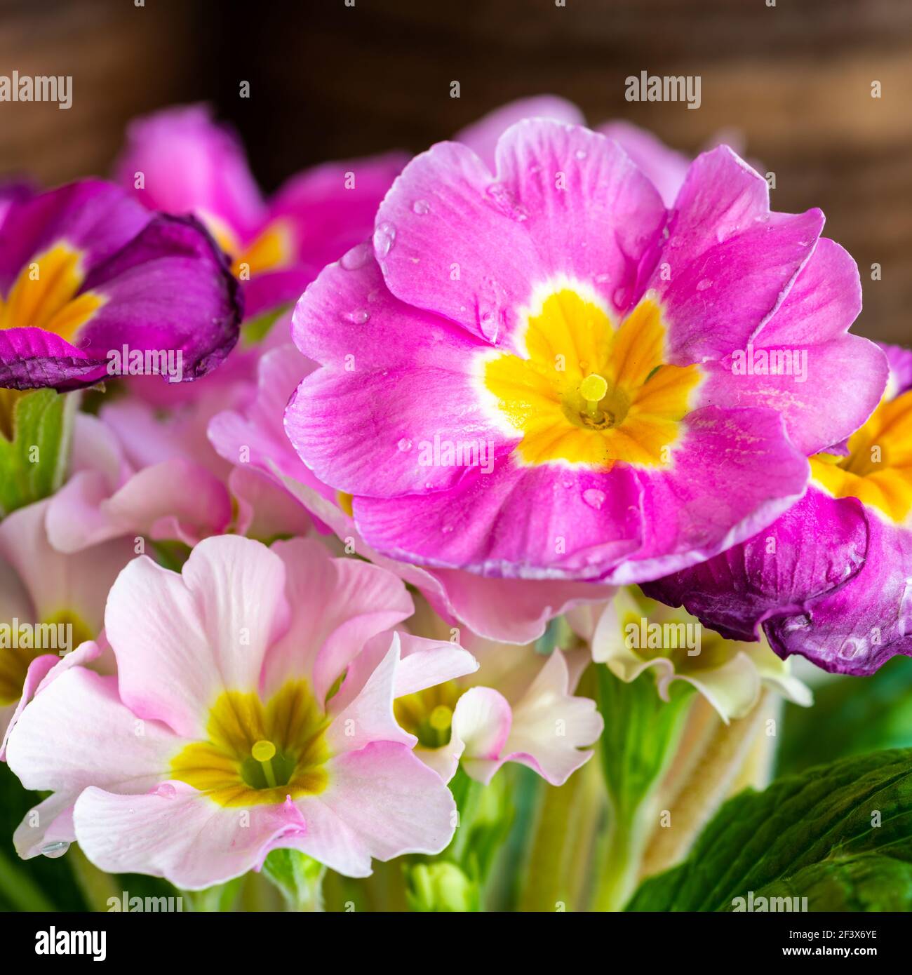 Purple primrose hi-res stock photography and images - Alamy