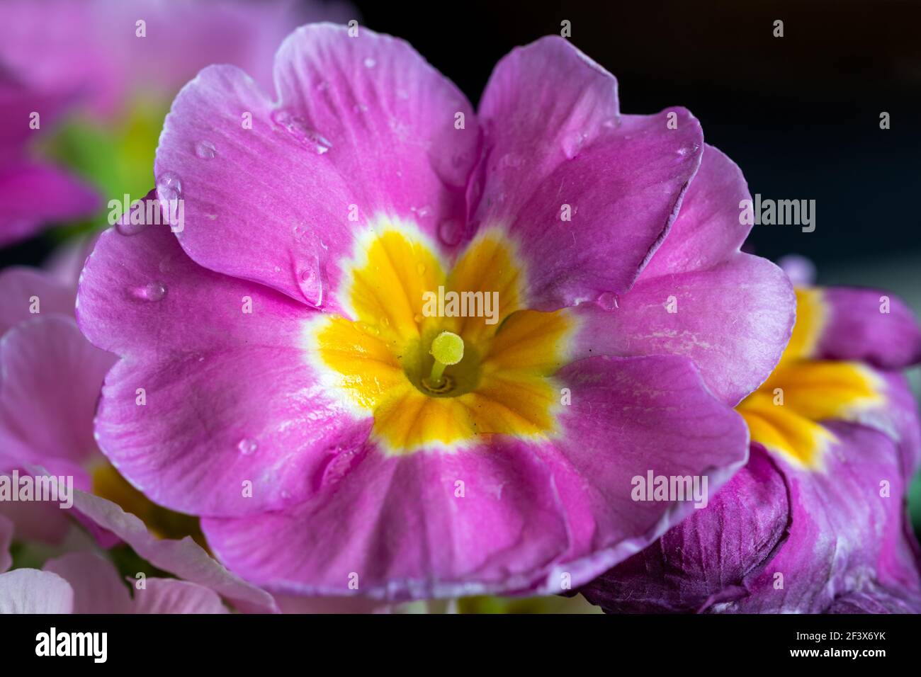 Purple primrose hi-res stock photography and images - Alamy