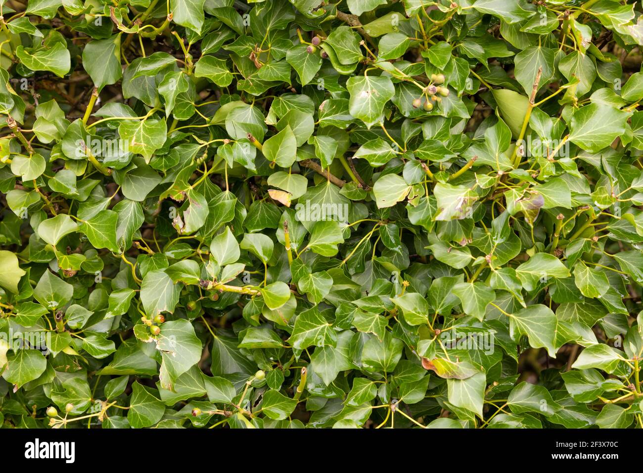 Ivy texture hi-res stock photography and images - Alamy
