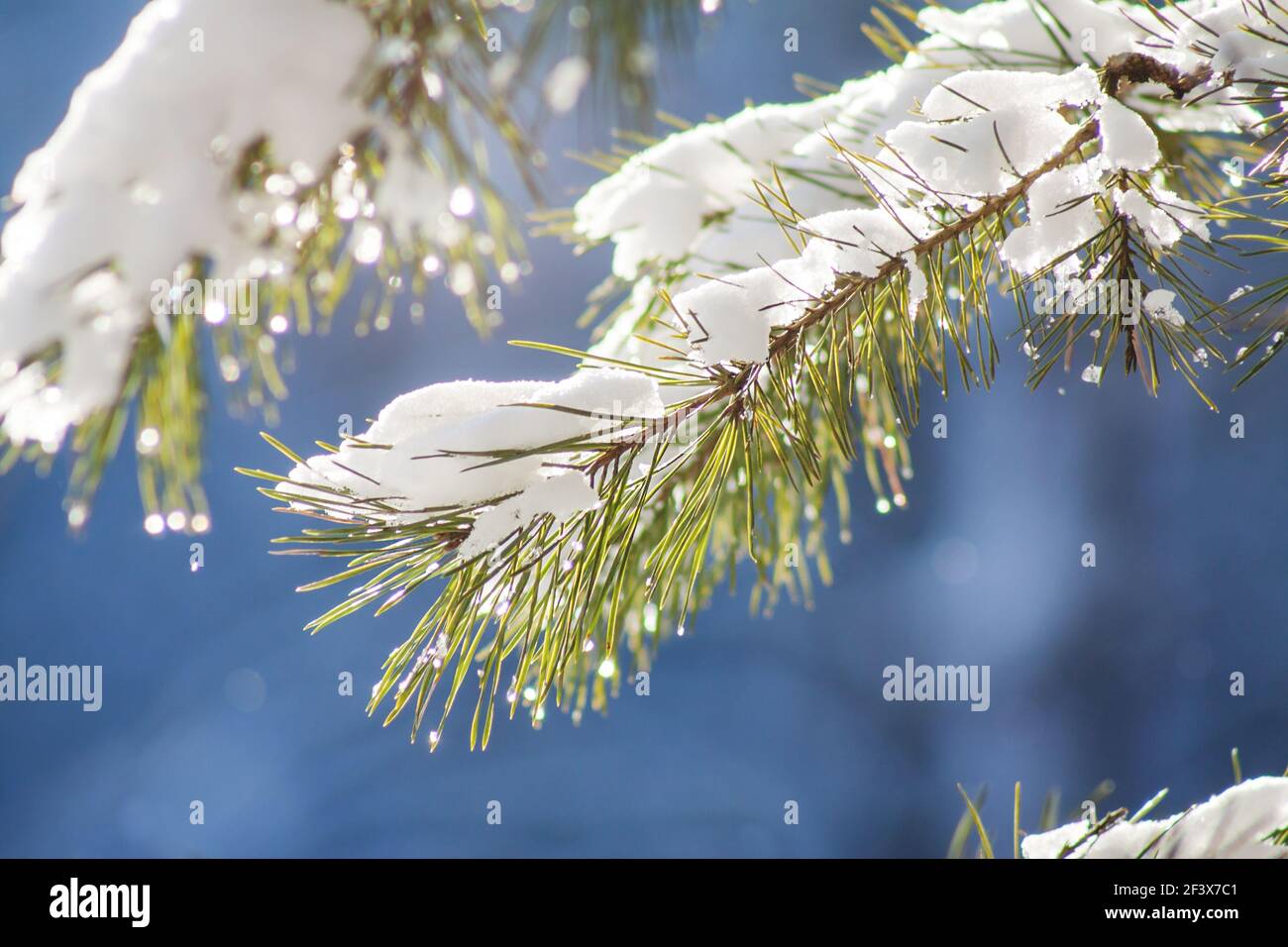 Melting tree hi-res stock photography and images - Alamy