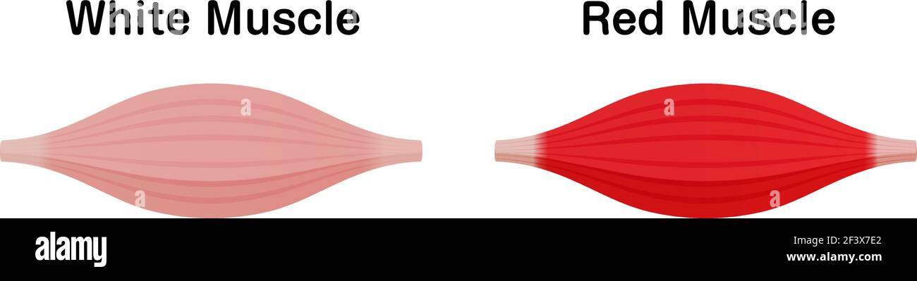 Difference between white muscle and red muscle. Vector illustration ... Difference between white muscle and red muscle. Vector illustration ...