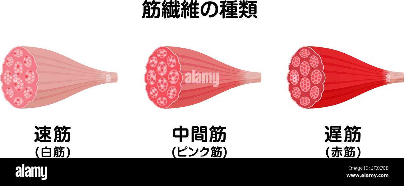 3 types of muscle ( white, mixed and red muscle ) vector illustration ...