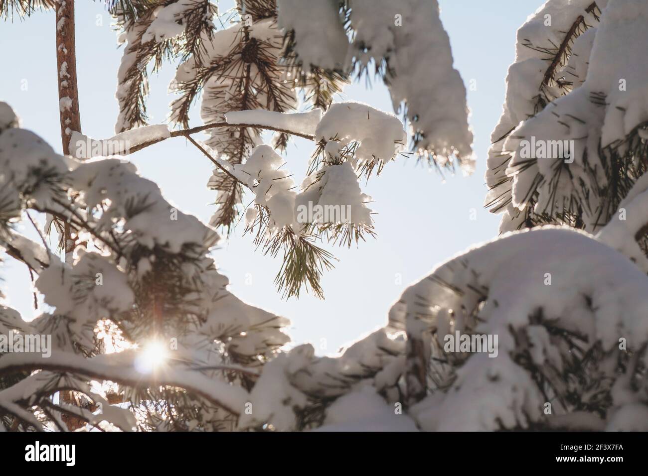Sunlight shining through snow covered hi-res stock photography and ...