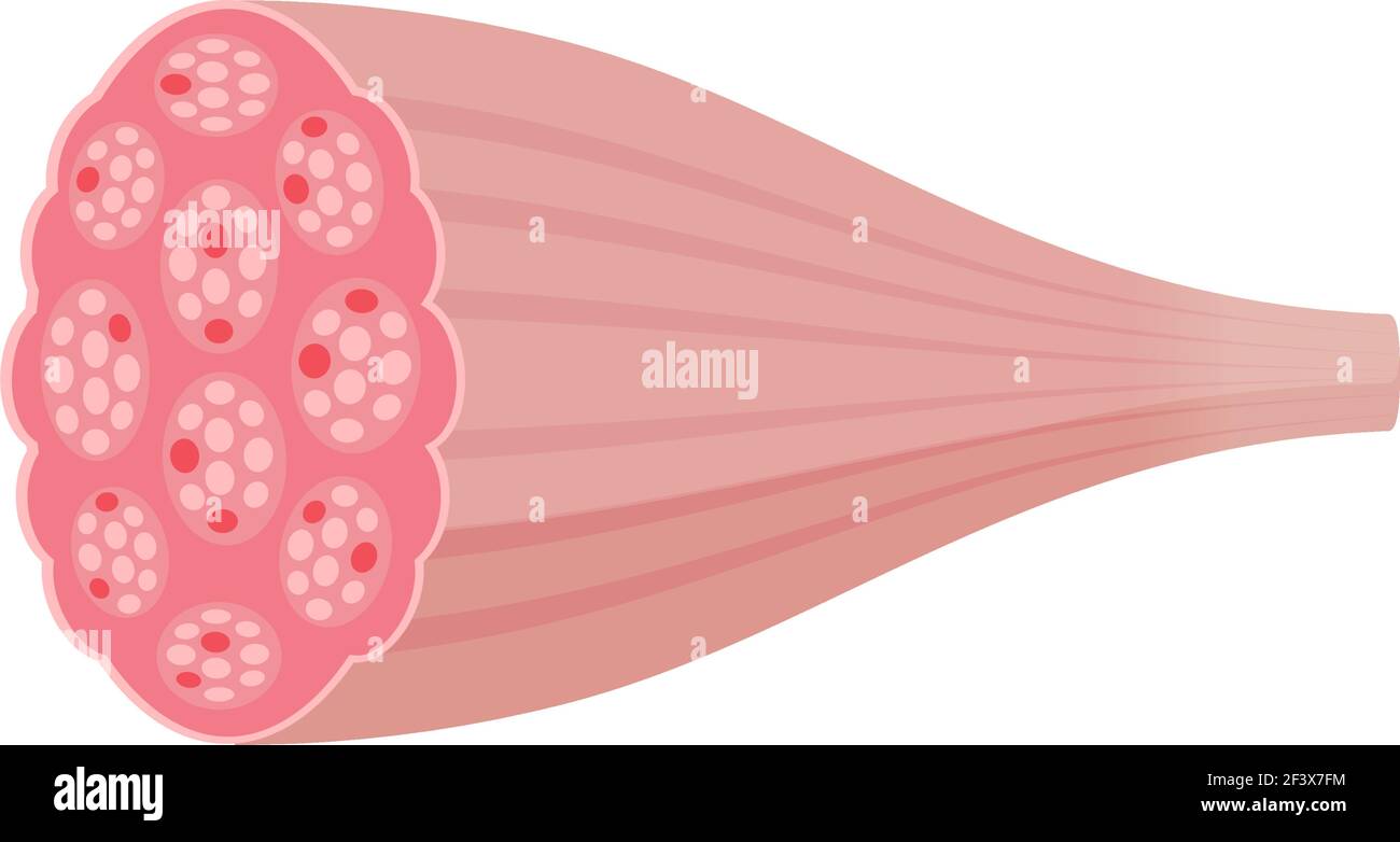 Cross-section of muscle vector illustration ( white muscle Stock Vector ...