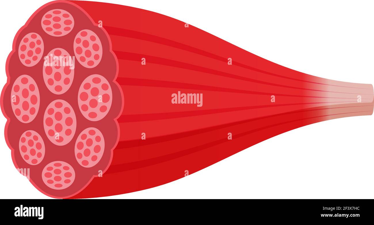Cross-section of muscle vector illustration ( red muscle Stock Vector ...