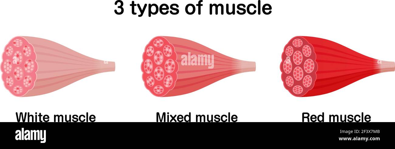 3 types of muscle ( white, mixed and red muscle ) vector illustration ...