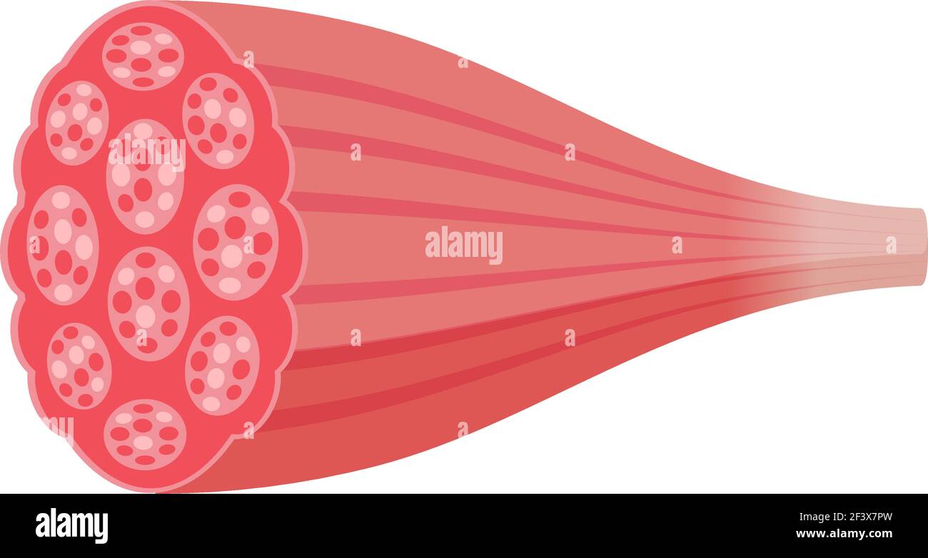 Cross-section of muscle vector illustration ( mixed muscle Stock Vector ...