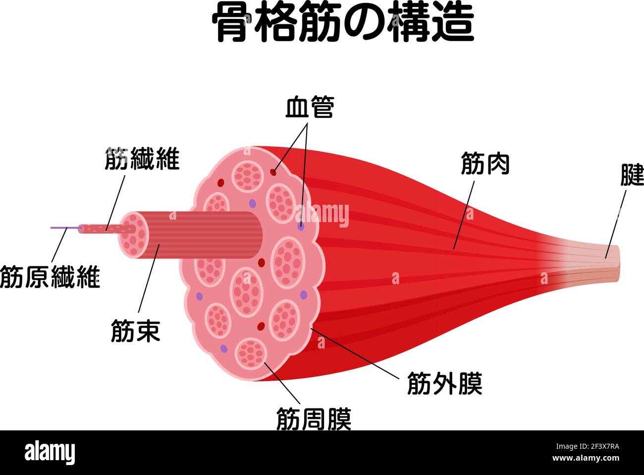 Structure of skeletal muscle vector illustration Stock Vector Image ...