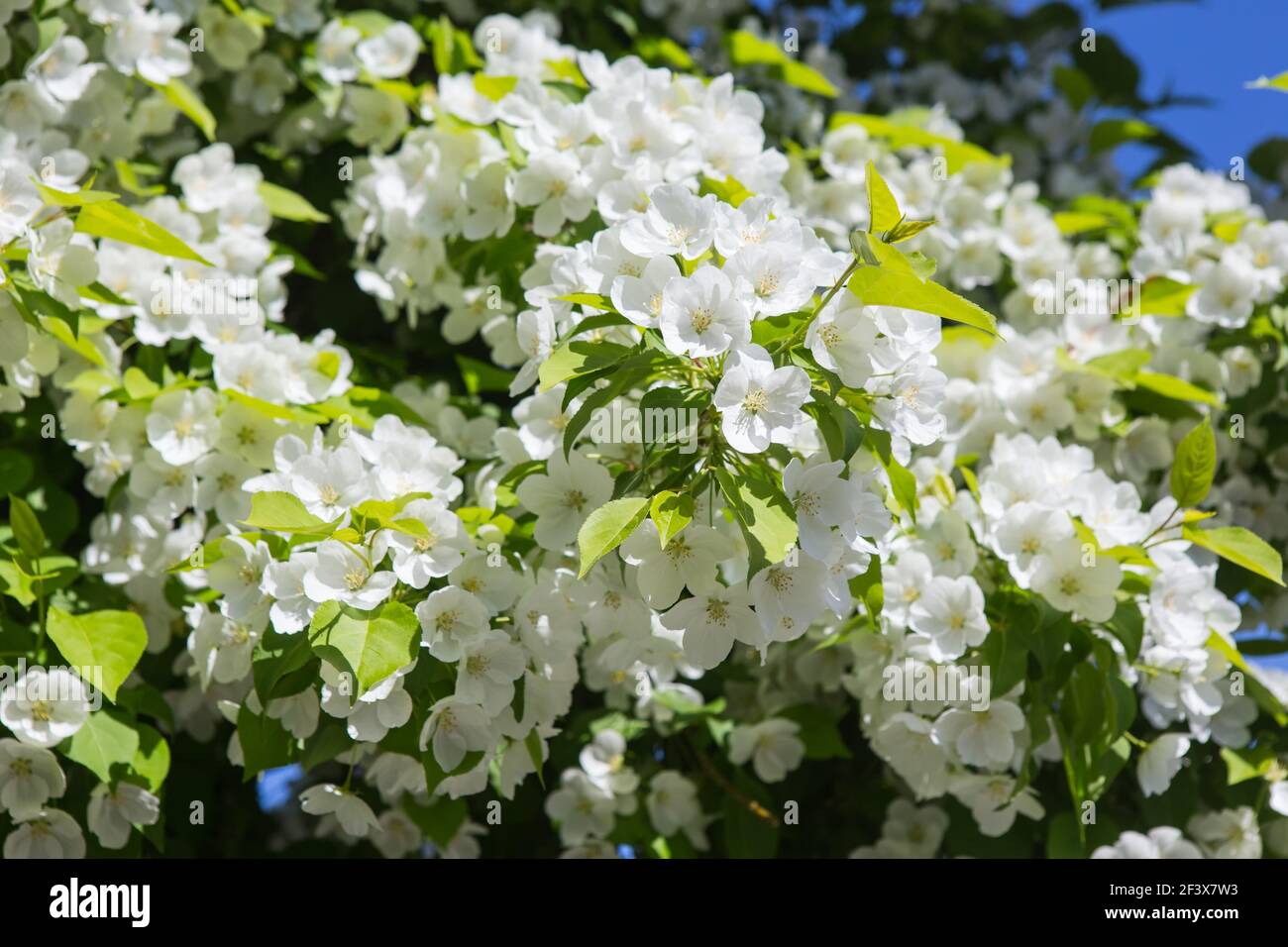 Blooming apple tree in beautiful white flowers. Close-up Stock Photo ...