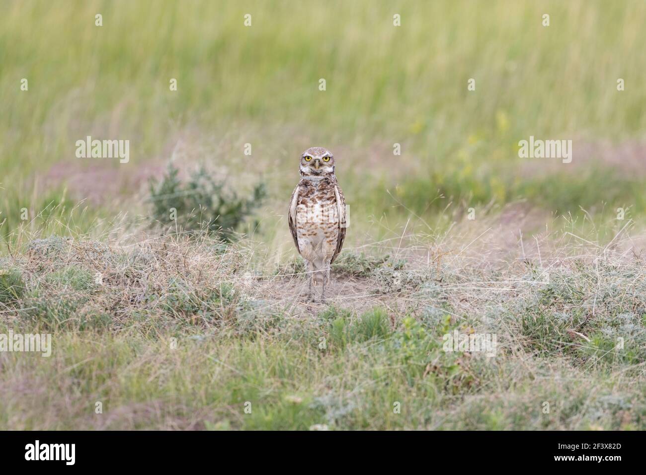 Grasslands owl hi-res stock photography and images - Alamy