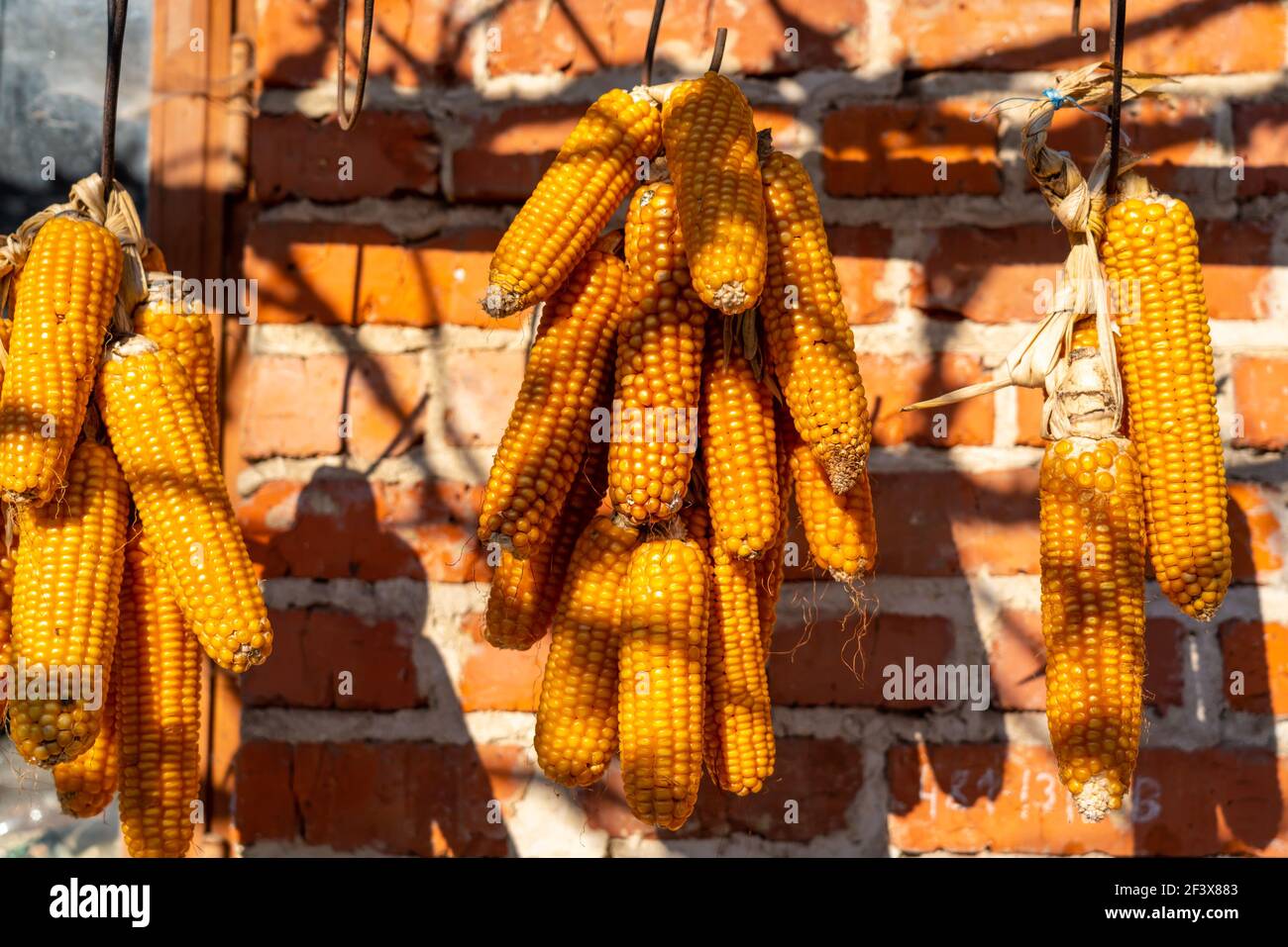 Heads of dried corn on an old brick wall. Harvest vegetables for the ...