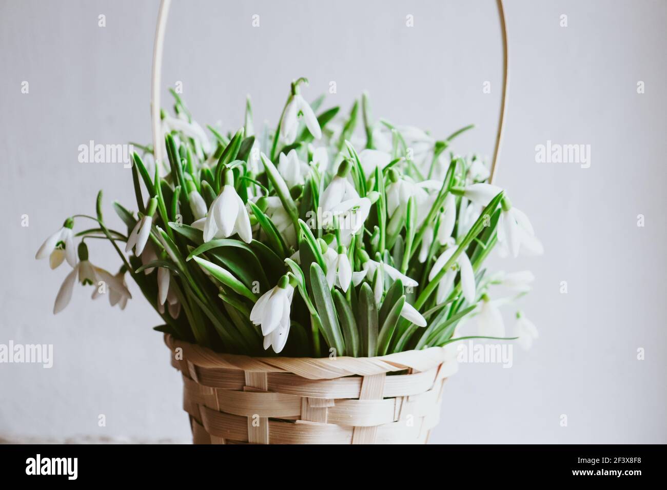 Floral spring background. Snowdrops flowers in a basket on a white ...