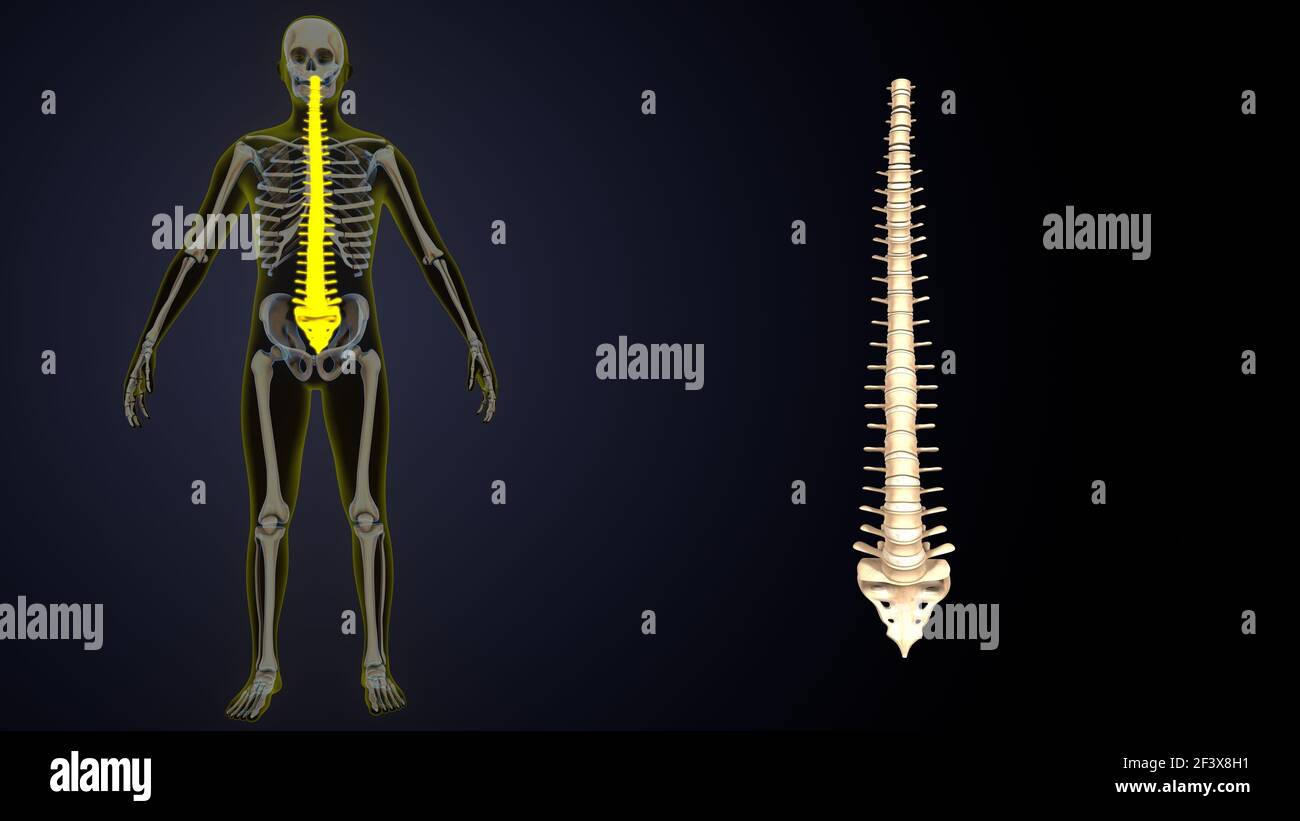 3d illustration of male human body skeleton yellow color inner parts ...