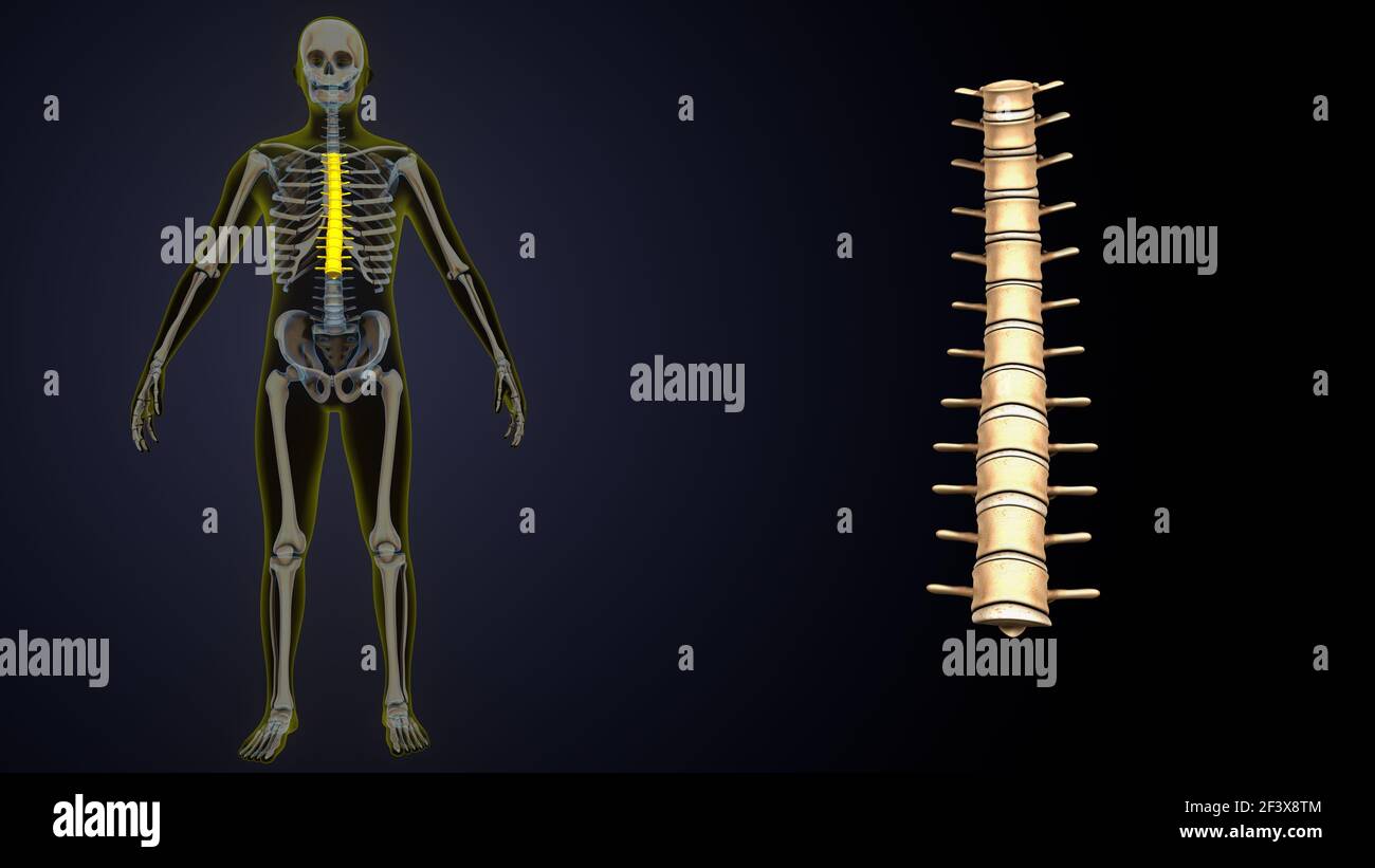 3d illustration of male human body skeleton yellow color inner parts ...