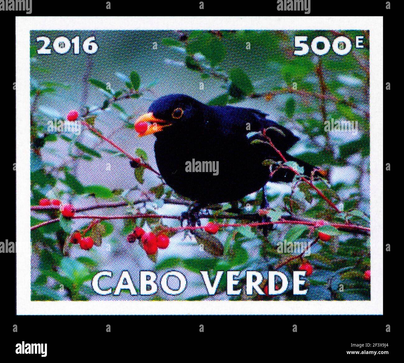 Birds of cape verde islands hi-res stock photography and images - Alamy