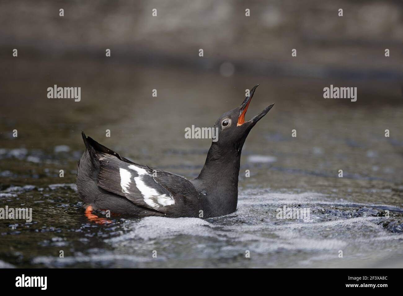 Pigeon Gulliemot displaying (Cepphus columba) Oregon Coast, USA ...