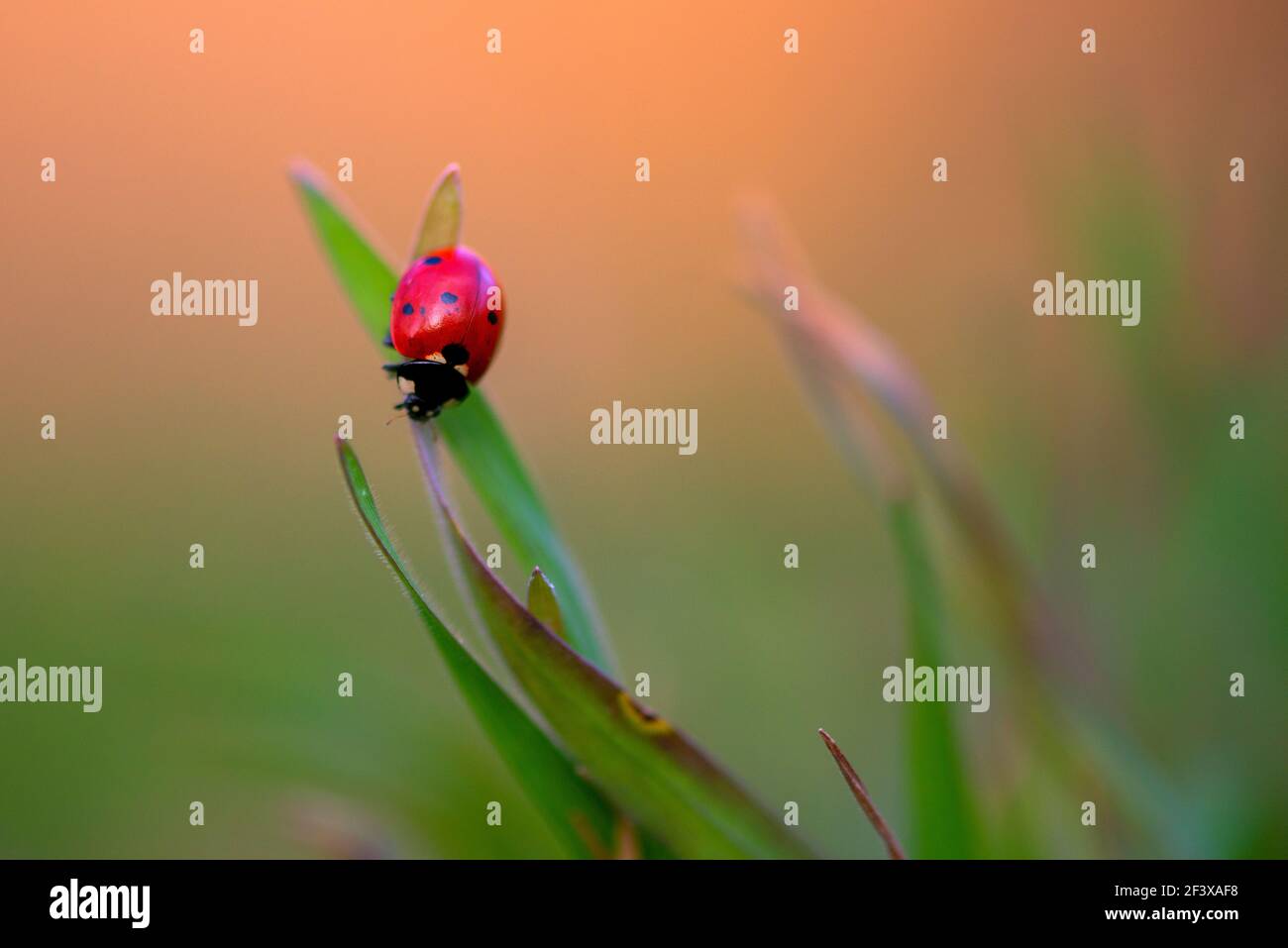 Ladybugs on blade grass hi-res stock photography and images - Alamy