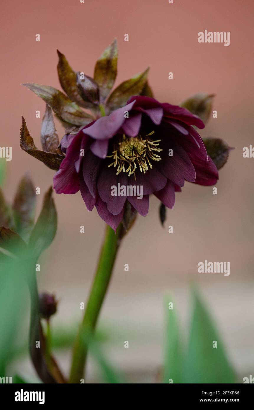 Helleborus double ellen red hi-res stock photography and images - Alamy