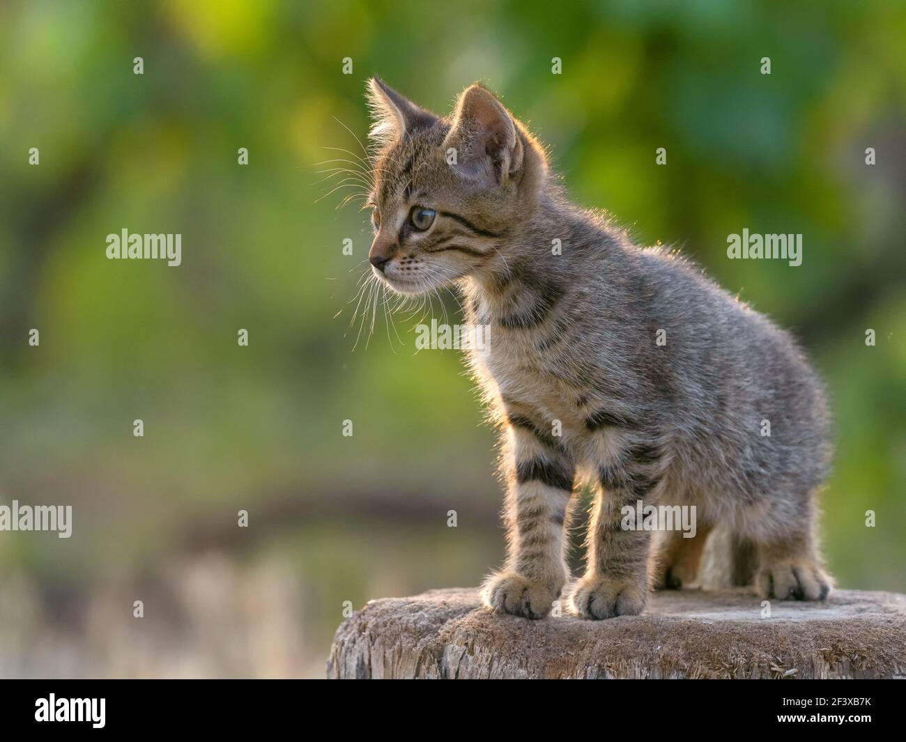 gray cat side view portrait in sunlight Stock Photo - Alamy