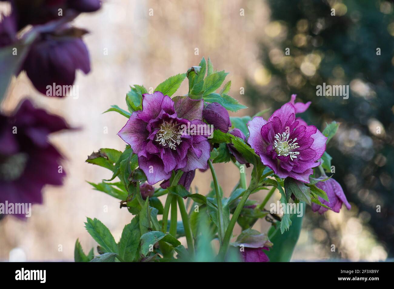 Lenten hellebore or Christmas rose flowers in springtime. Hellebores ...