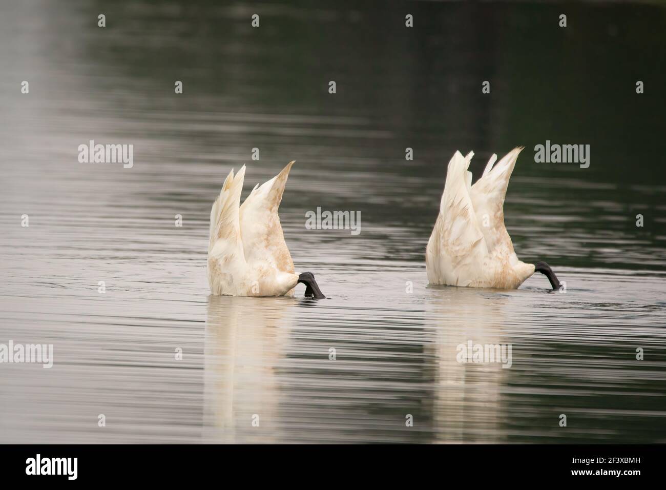 a pair of Trumpeter swans photographed while feeding during fall ...